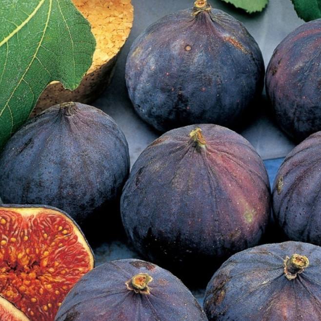 Smochin - Pepiniera Peris | Arbusti fructiferi exotici si ornamentali ...