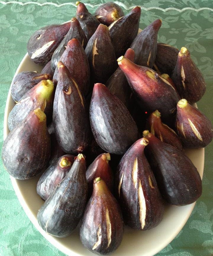 Smochin - Pepiniera Peris | Arbusti fructiferi exotici si ornamentali ...