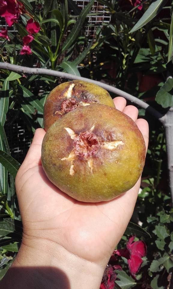 Smochin - Pepiniera Peris | Arbusti fructiferi exotici si ornamentali ...