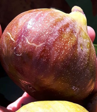 Smochin - Pepiniera Peris | Arbusti fructiferi exotici si ornamentali ...