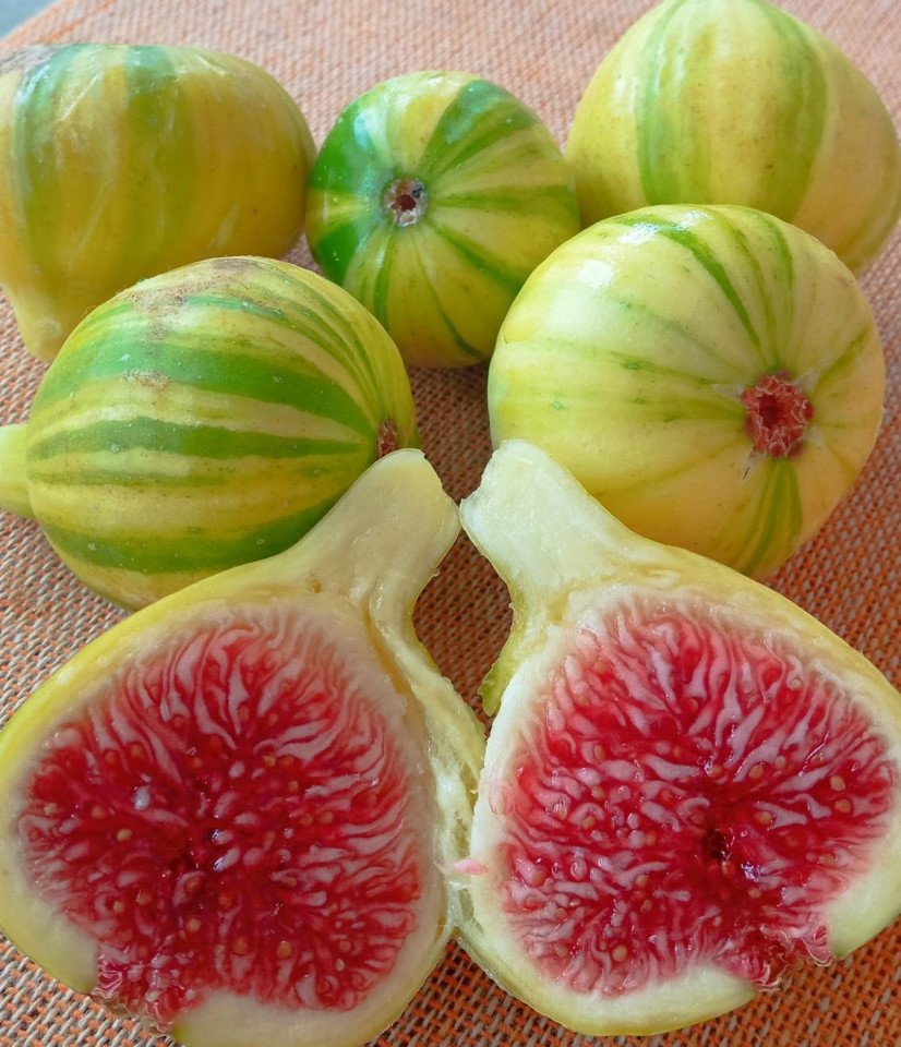 Smochin - Pepiniera Peris | Arbusti fructiferi exotici si ornamentali ...