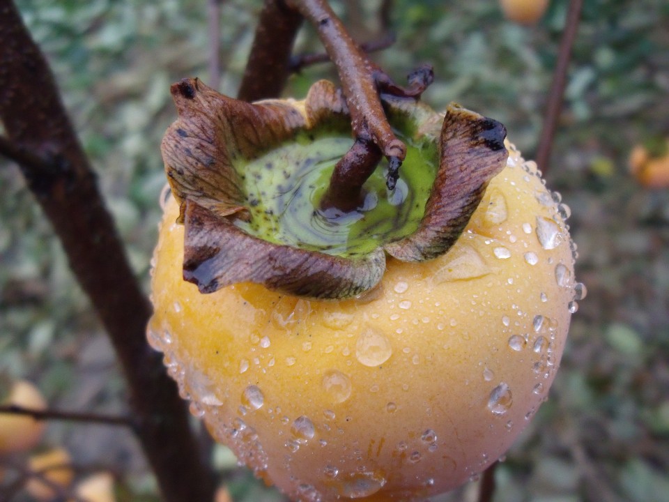 Smochini,kiwi ,, kaki si alte plante exotice