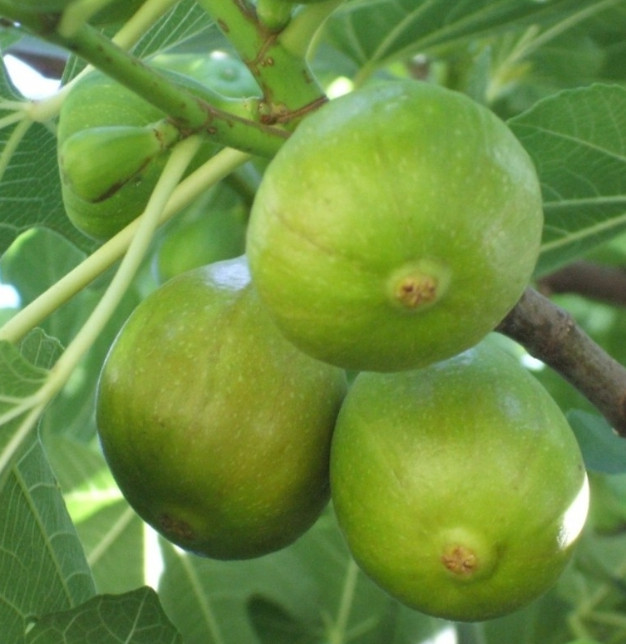 Smochin - Pepiniera Peris | Arbusti fructiferi exotici si ornamentali ...