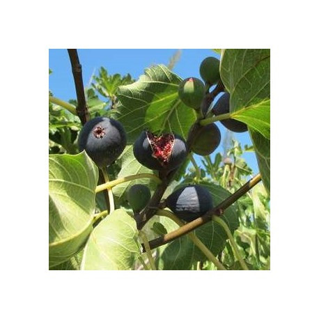 Smochin - Pepiniera Peris | Arbusti fructiferi exotici si ornamentali ...