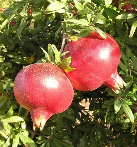 Rodie -rodiu planta( Punica Granatum PARFIANCA)100-120 cm