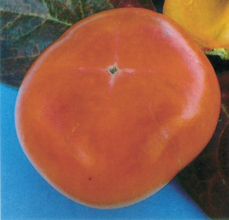 Kaki O'GOSHO la ghiveci