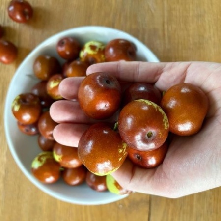 Curmal Chinezesc, Ziziphus Jujuba - Pepiniera Peris | Arbusti ...