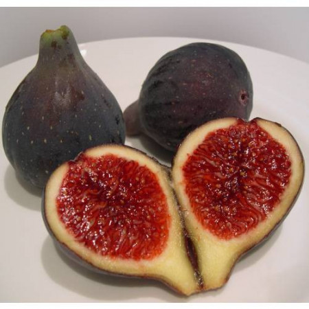 Smochin - Pepiniera Peris | Arbusti fructiferi exotici si ornamentali ...