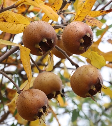 Pepiniera Peris | Arbusti fructiferi exotici si ornamentali | Smochini ...