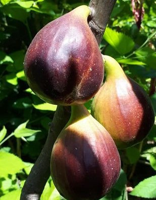 Smochin - Pepiniera Peris | Arbusti fructiferi exotici si ornamentali ...