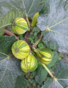 SMOCHIN PANACHE 60-80 CM