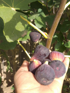 SMOCHIN VIOLETTE DE NORMANDIE