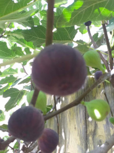 SMOCHIN VIOLETTE DE NORMANDIE