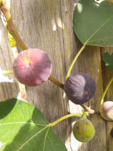 SMOCHIN VIOLETTE DE NORMANDIE