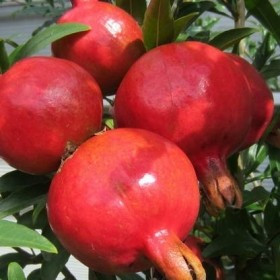 Rodie - Pepiniera Peris | Arbusti fructiferi exotici si ornamentali ...