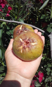 Smochin - Pepiniera Peris | Arbusti fructiferi exotici si ornamentali ...