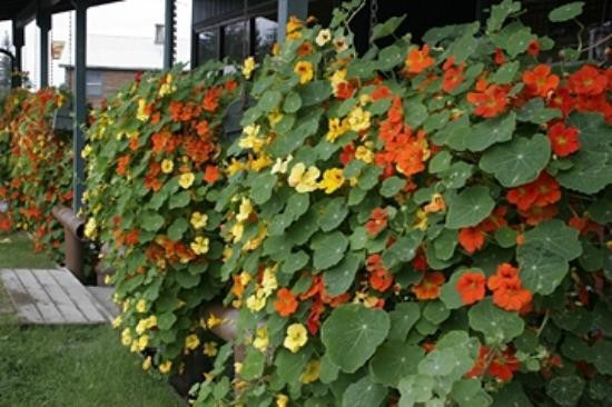 Condurasi Trailing Mixed