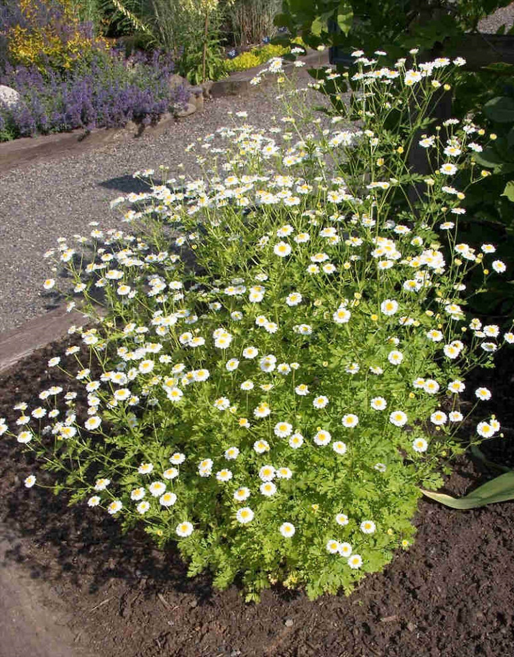 Spilcuta-Tanacetum parthenium