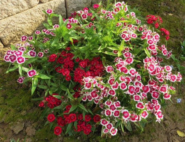 Dianthus barbatus-Garoafa turceasca