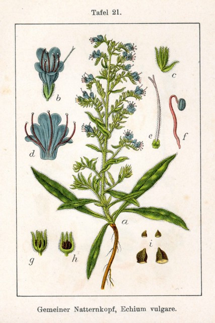Iarba Sarpelui-Echium vulgare