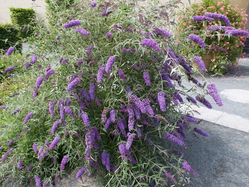 Liliac de vara-Buddleja Davidii Empire Blue