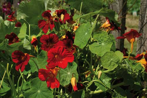 Condurasi Crimson Emperor