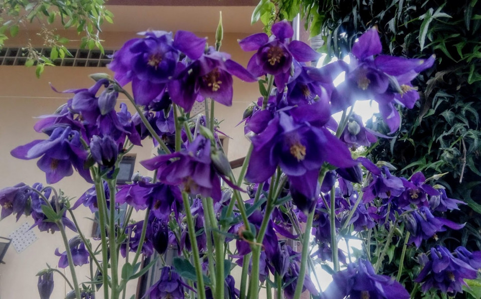 Caldarusa-Aquilegia Vulgaris Blue