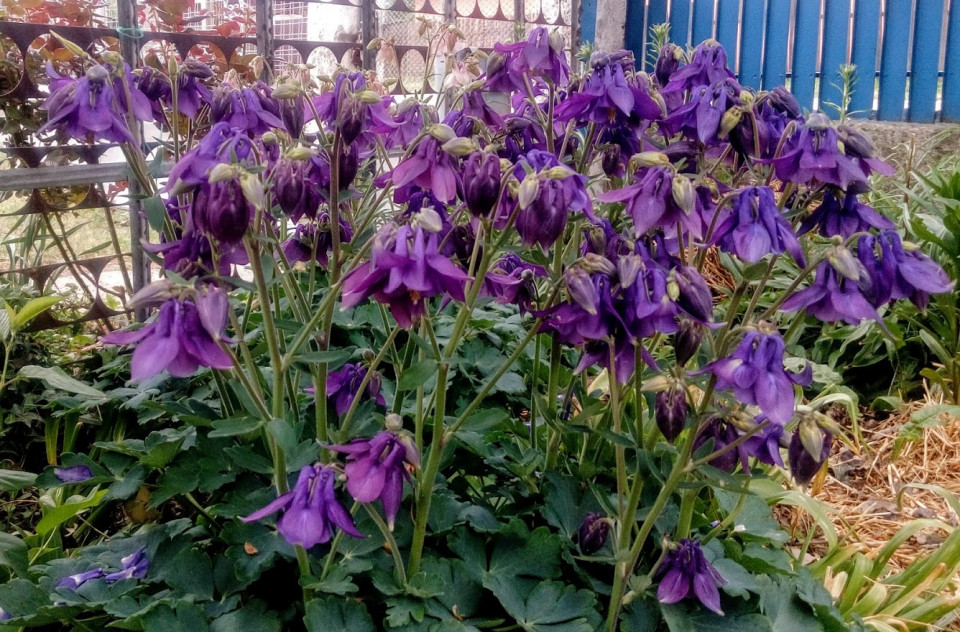 Caldarusa-Aquilegia Vulgaris Blue
