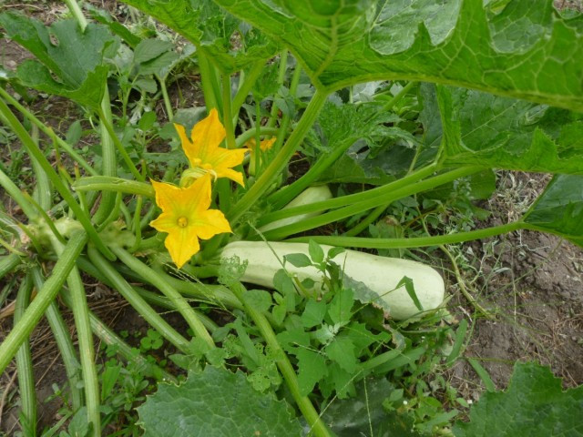 Dovlecel timpuriu fara vrej Radu