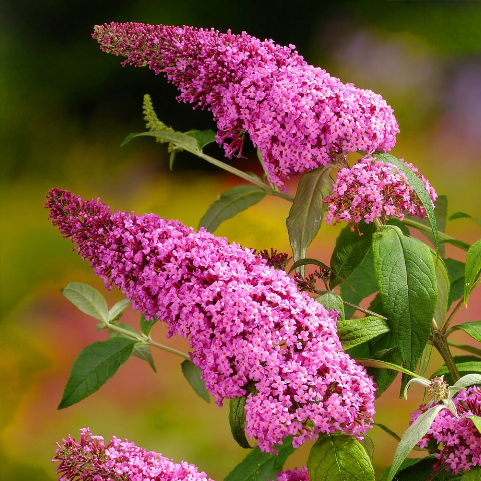 Liliac de vara-Buddleja Davidii Pink Delight