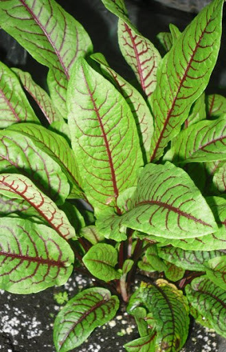 Macris Red veined-Rumex Sanguineus