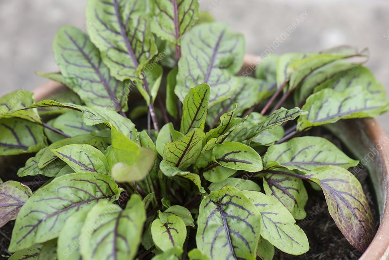 Macris Red veined-Rumex Sanguineus