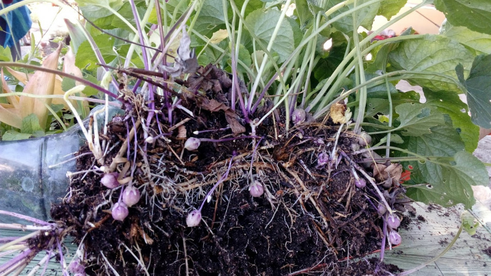 Toporas-Viola Odorata