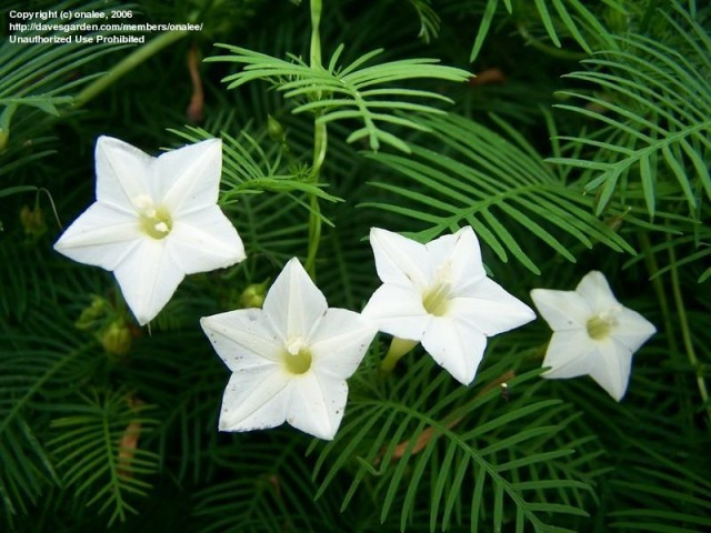 Zorele-Ipomoea Cardianal Climber White