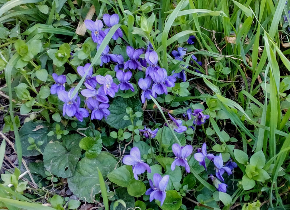 Toporas-Viola Odorata