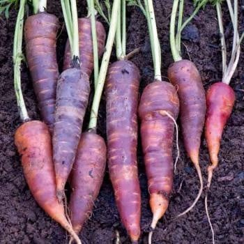 Morcov Purple