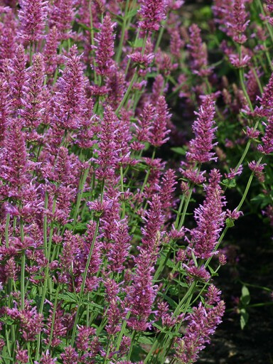 Agastache Arcado Pink