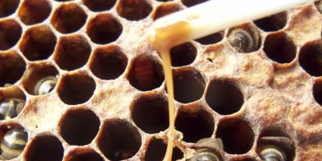 Despre Loca European - Simptome, ciclu, preventie