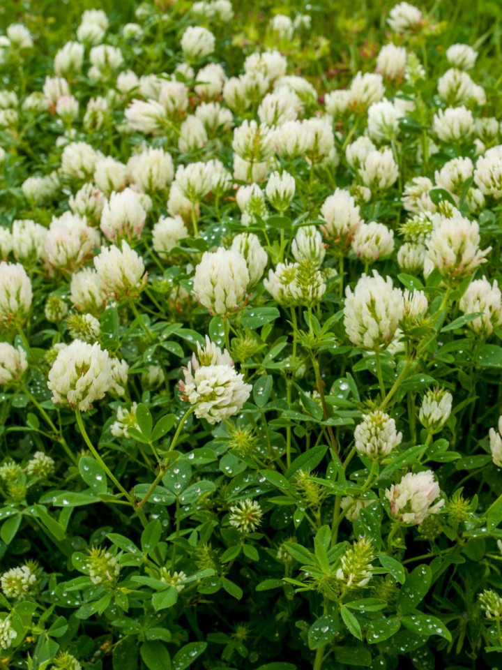 Seminte de Trifoi de Alexandria | Seminte de calitatea premium ...