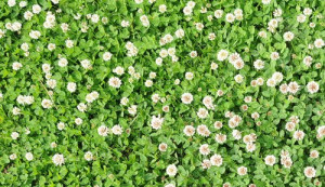 Seminte Trifoi alb - punga 1kg