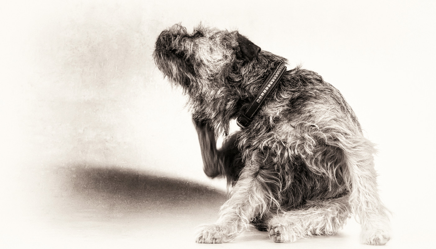 Râia la câini. Ce este, cum afectează animalul și cum se poate trata