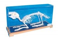 Schelet iepure - microscopic.ro Aparatura de laborator TELECOMED SRL