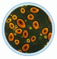 Set lame biologie generala I 10 lame - microscopic.ro Aparatura de ...