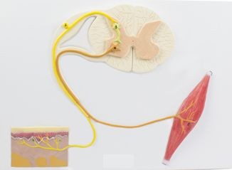 Mulaj sectiune maduva - arcul reflex - microscopic.ro Aparatura de ...