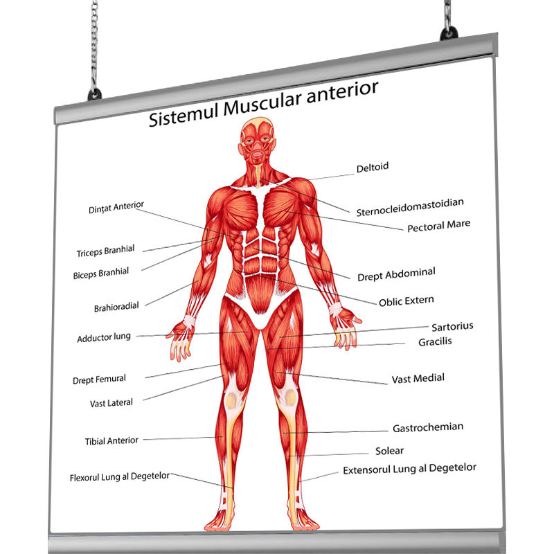 Plansa Sistem Muscular Anterior cu sistem de prindere
