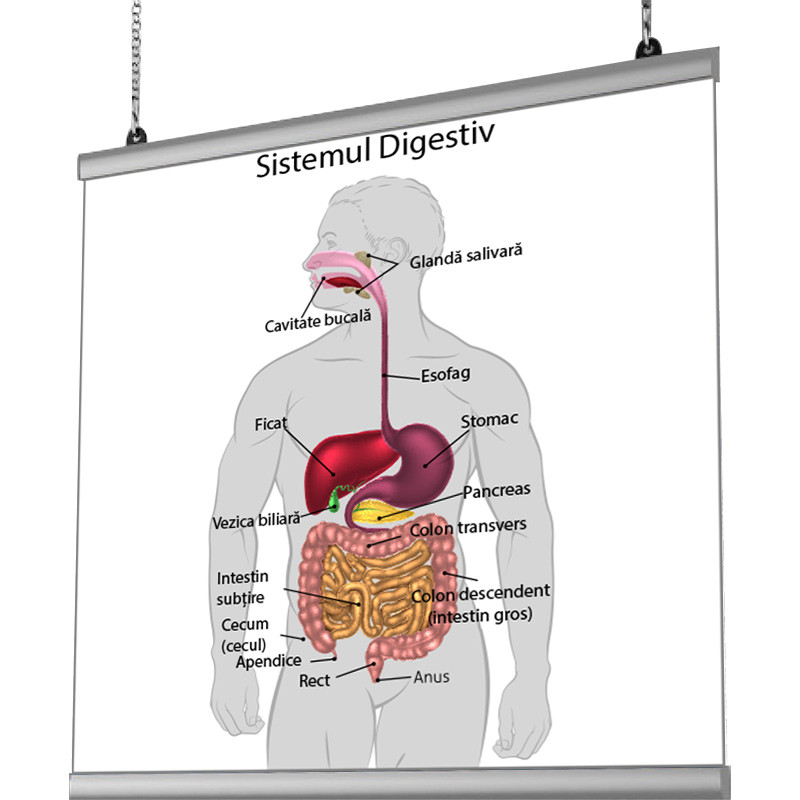 Plansa Sistem Digestiv cu sistem de prindere