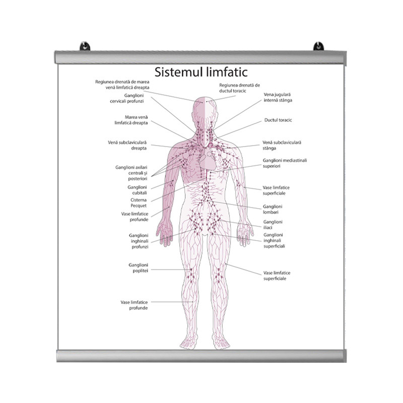 Plansa Sistemul Limfatic cu sistem de prindere