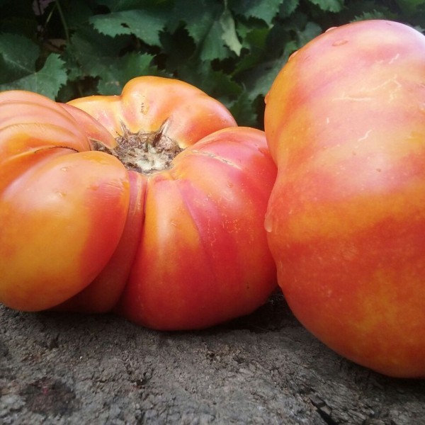 Rosii Beef - Seminte1