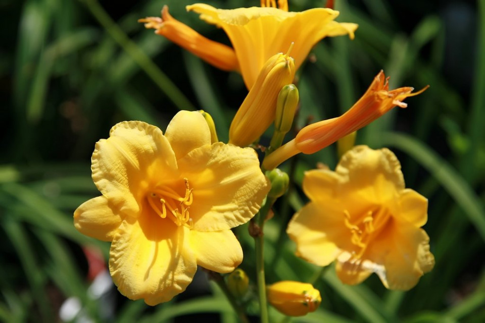 Crin Hemerocallis Stella de Oro (ghiveci 1,5 L), crin de o zi cu flori ...