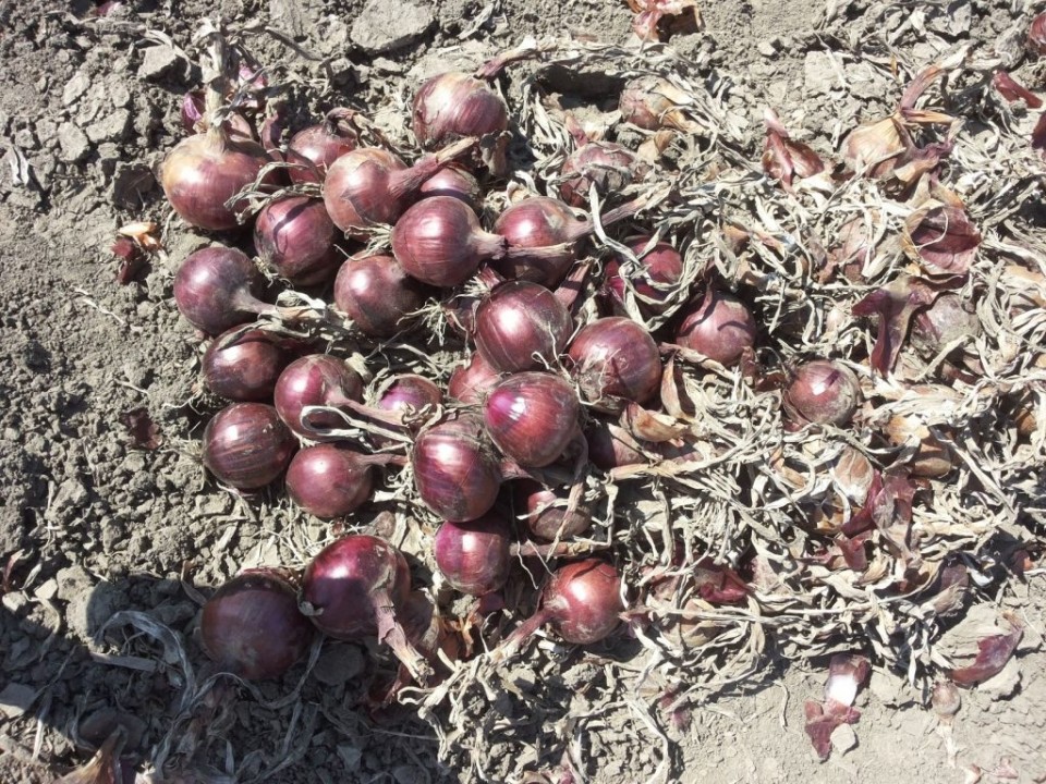 Fiamma F1 (250.000 seminte) de ceapa rosie foarte productiva cu bulb de ...